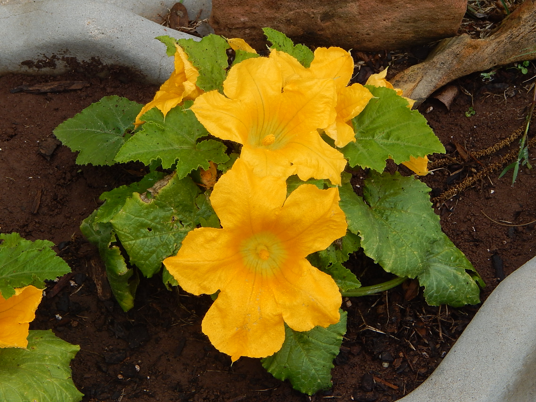 Squash are blooming like crazy! - SASS Wire Saloon - SASS Wire Forum