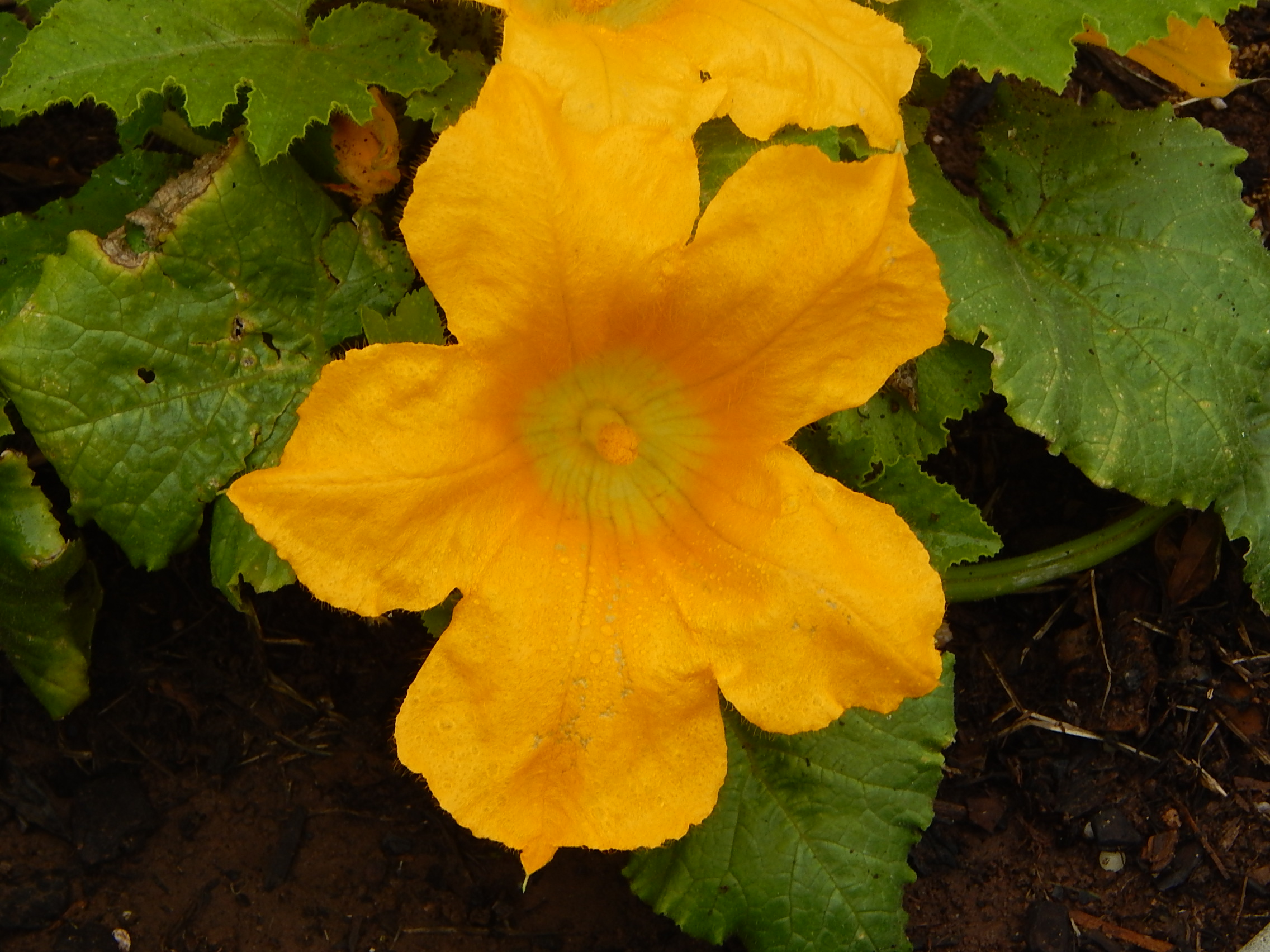 Squash are blooming like crazy! - SASS Wire Saloon - SASS Wire Forum