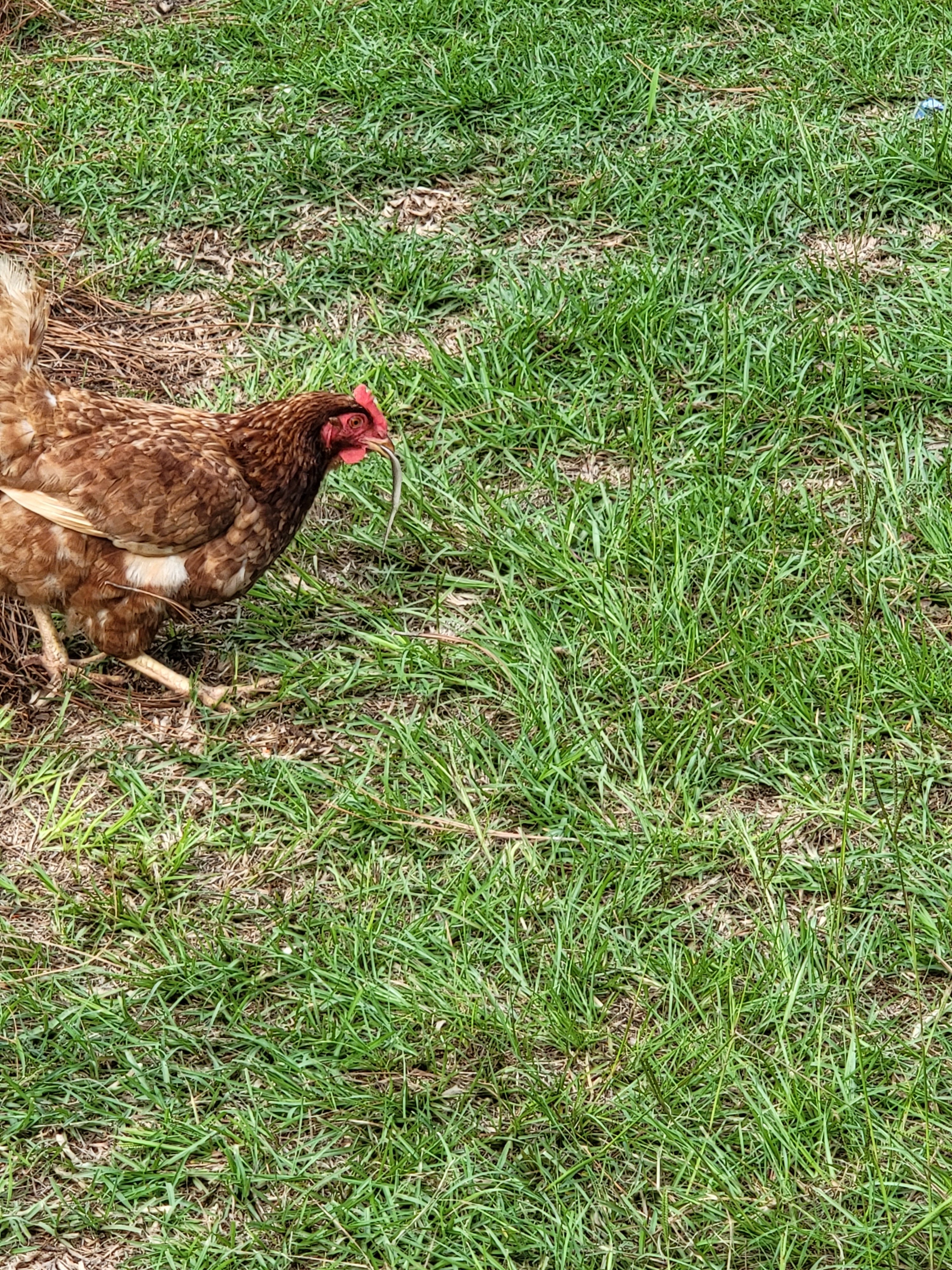My snake eating chicken - SASS Wire Saloon - SASS Wire Forum